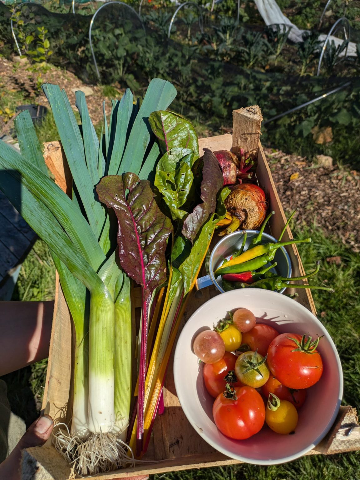 GATHER: Harvest Saturday at Northern Roots - Northern Roots